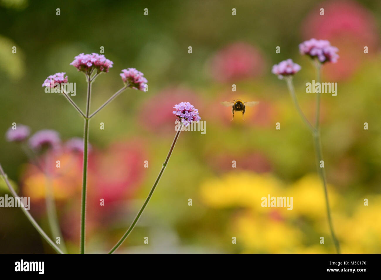 Bumblebee flying towards camera through verbena bonariensis flowers ...