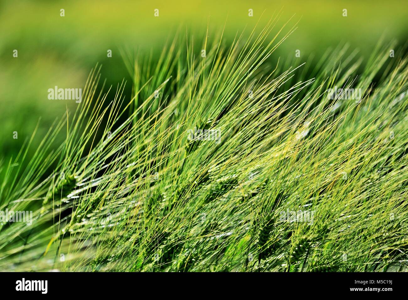 Wheat field texture background hi-res stock photography and images - Alamy