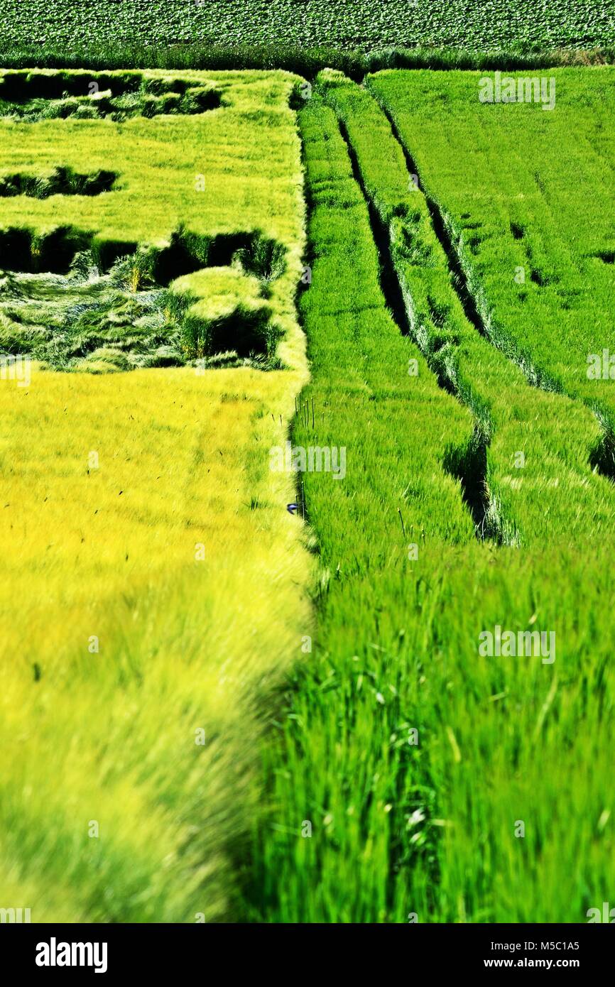 Cereal wheat fields hi-res stock photography and images - Alamy