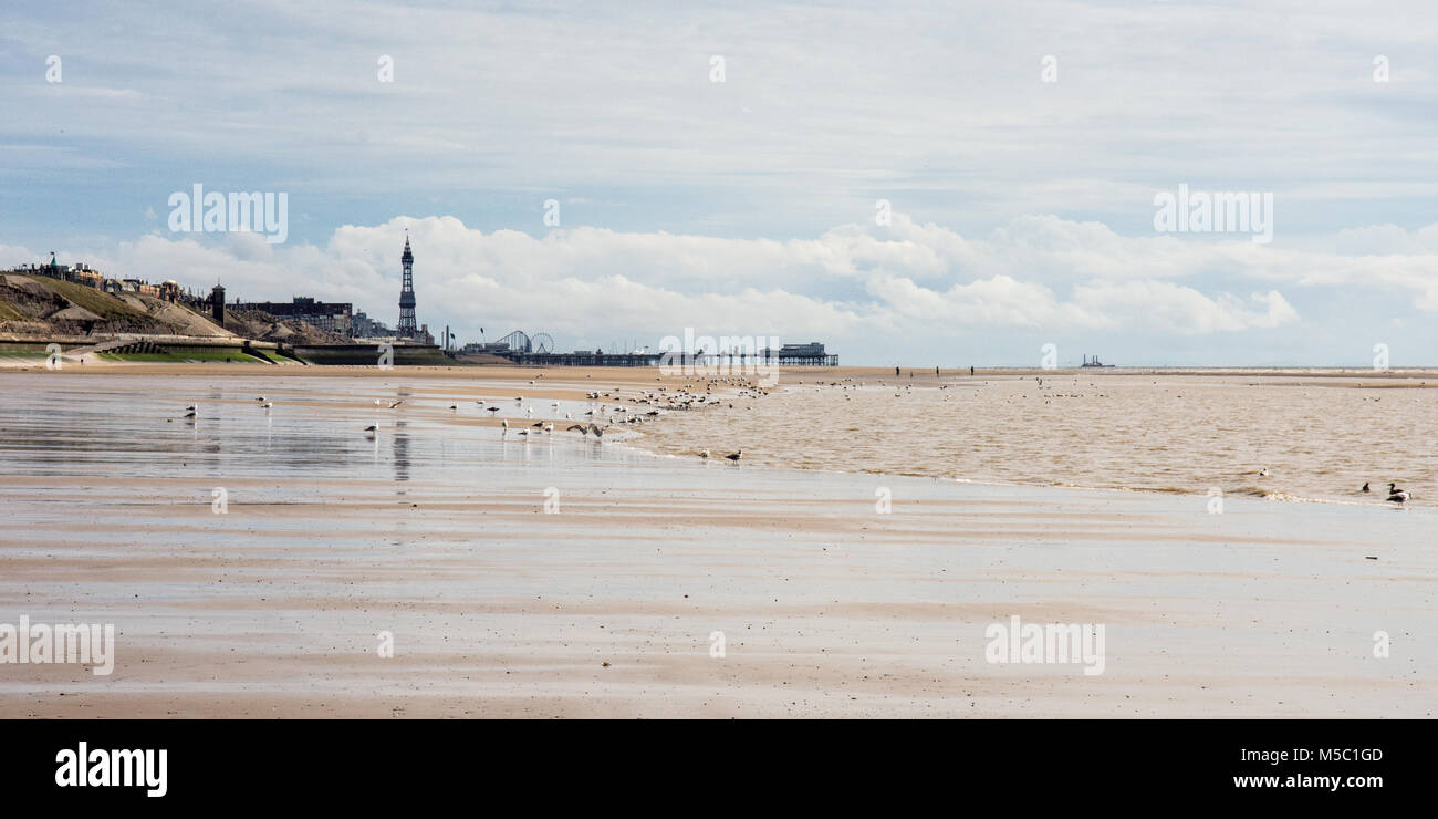 Sea gulls feed in tidal pools on the sands and mud of Blackpool Beach ...