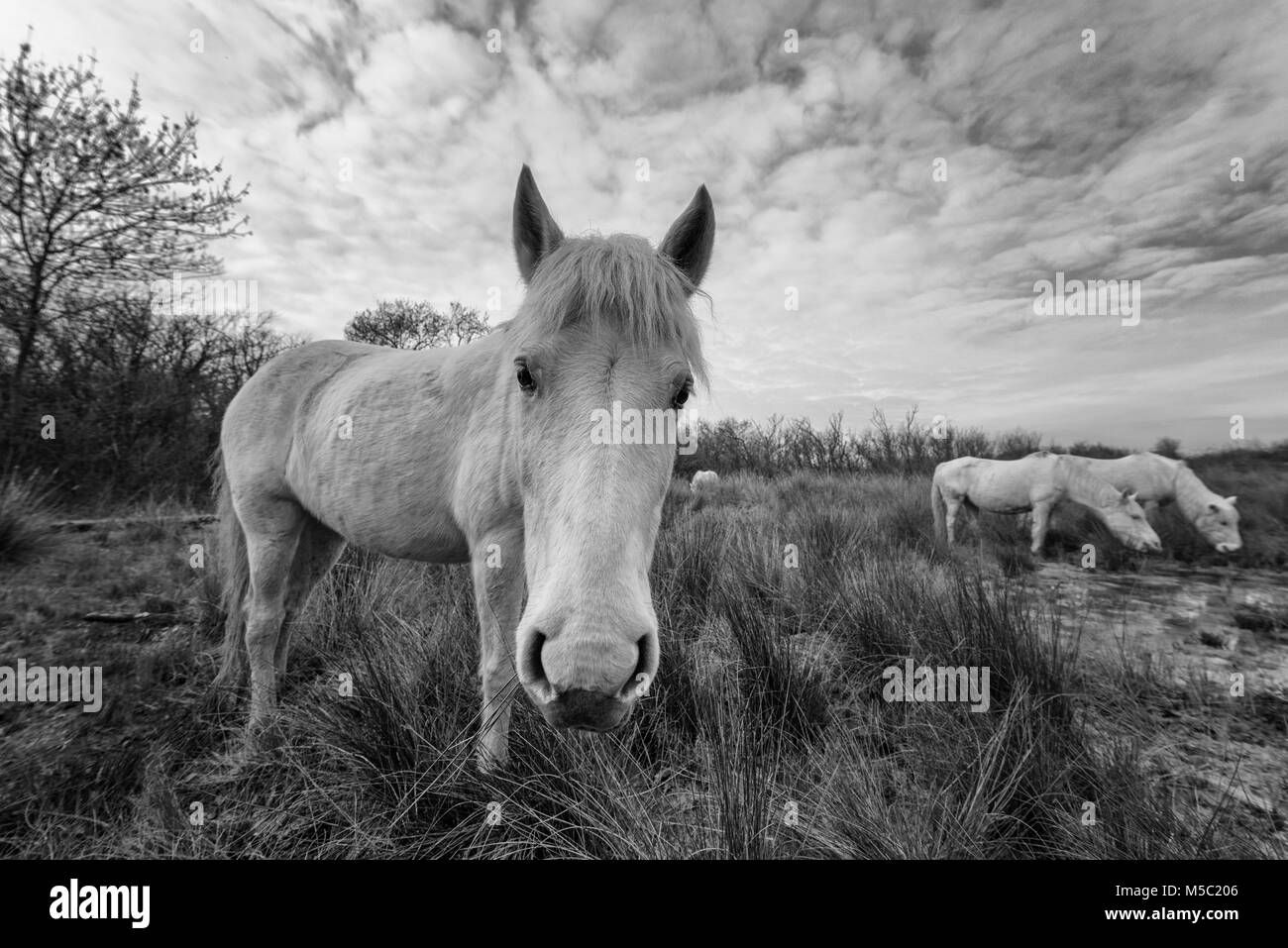 Wild white Camargue horses in the beautiful natural reserve of Isola ...
