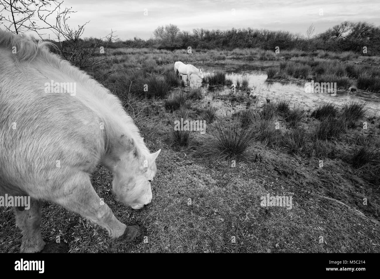 Wild white Camargue horses in the beautiful natural reserve of Isola ...