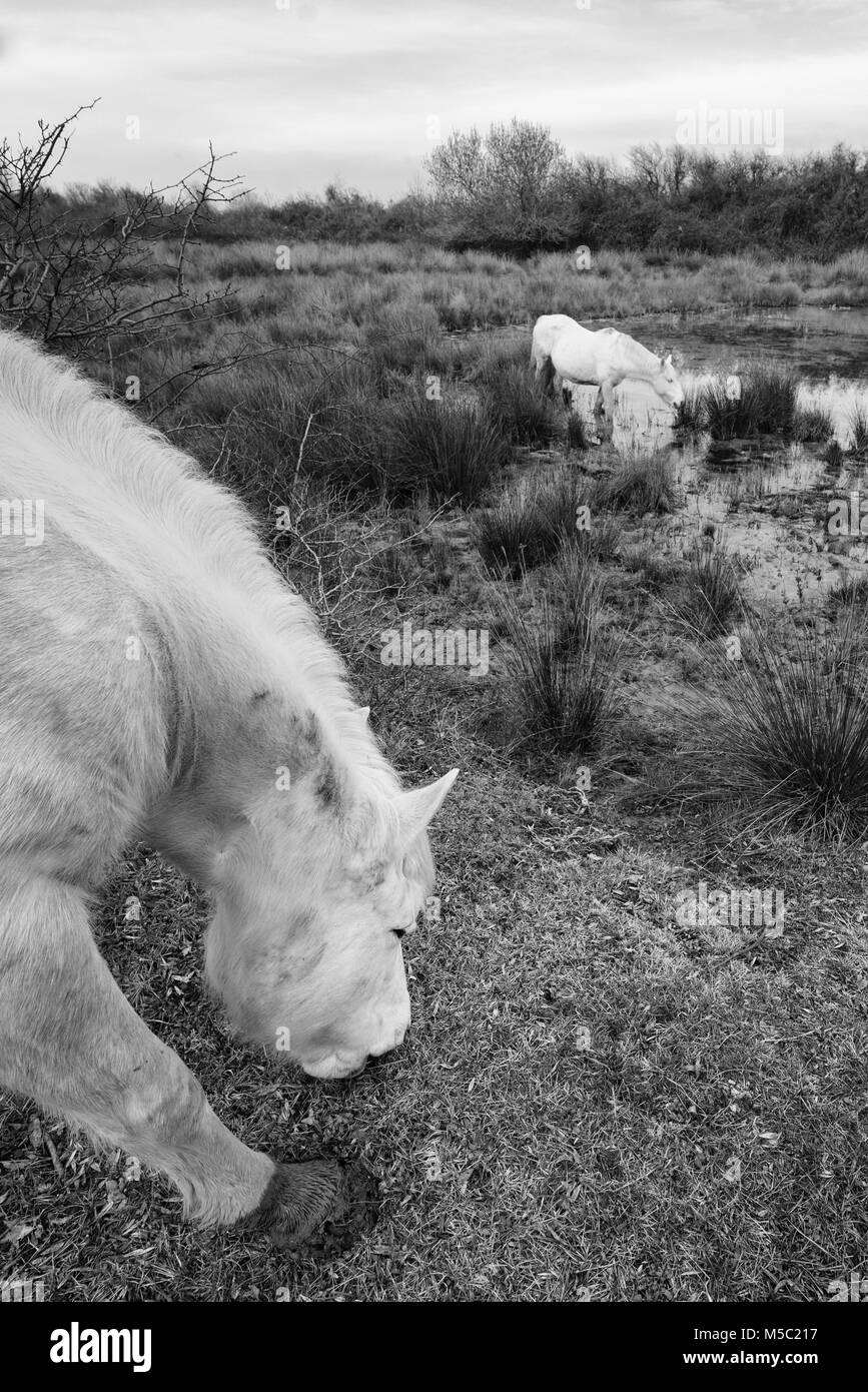 Wild white Camargue horses in the beautiful natural reserve of Isola ...
