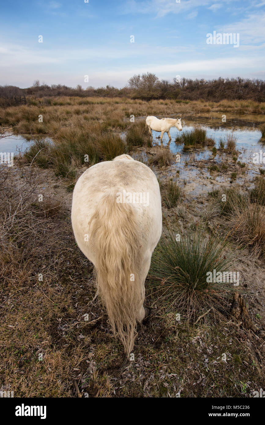 Wild white Camargue horses in the beautiful natural reserve of Isola ...