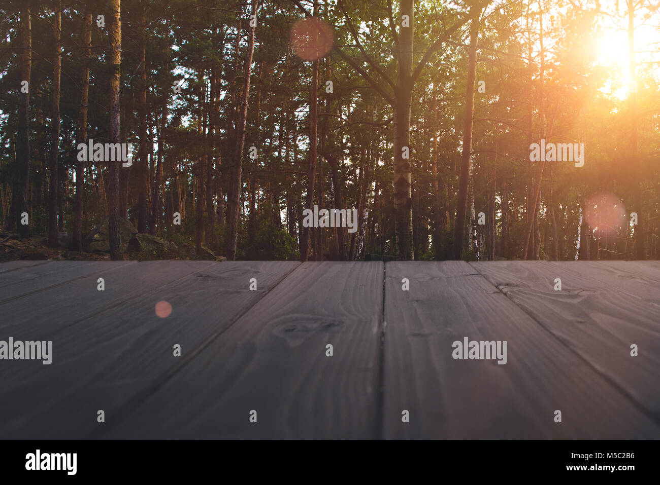 summer forest at sunset Stock Photo - Alamy