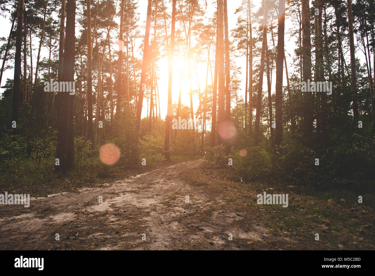 Sunrise in forest Stock Photo - Alamy