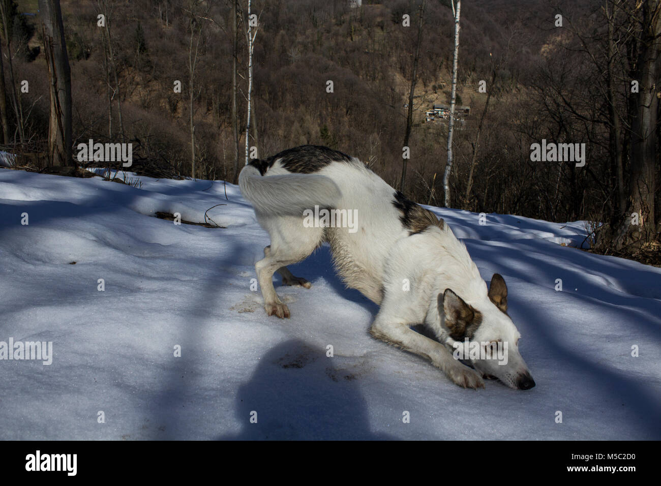 Dog wagging tail while playing with the snow Stock Photo - Alamy