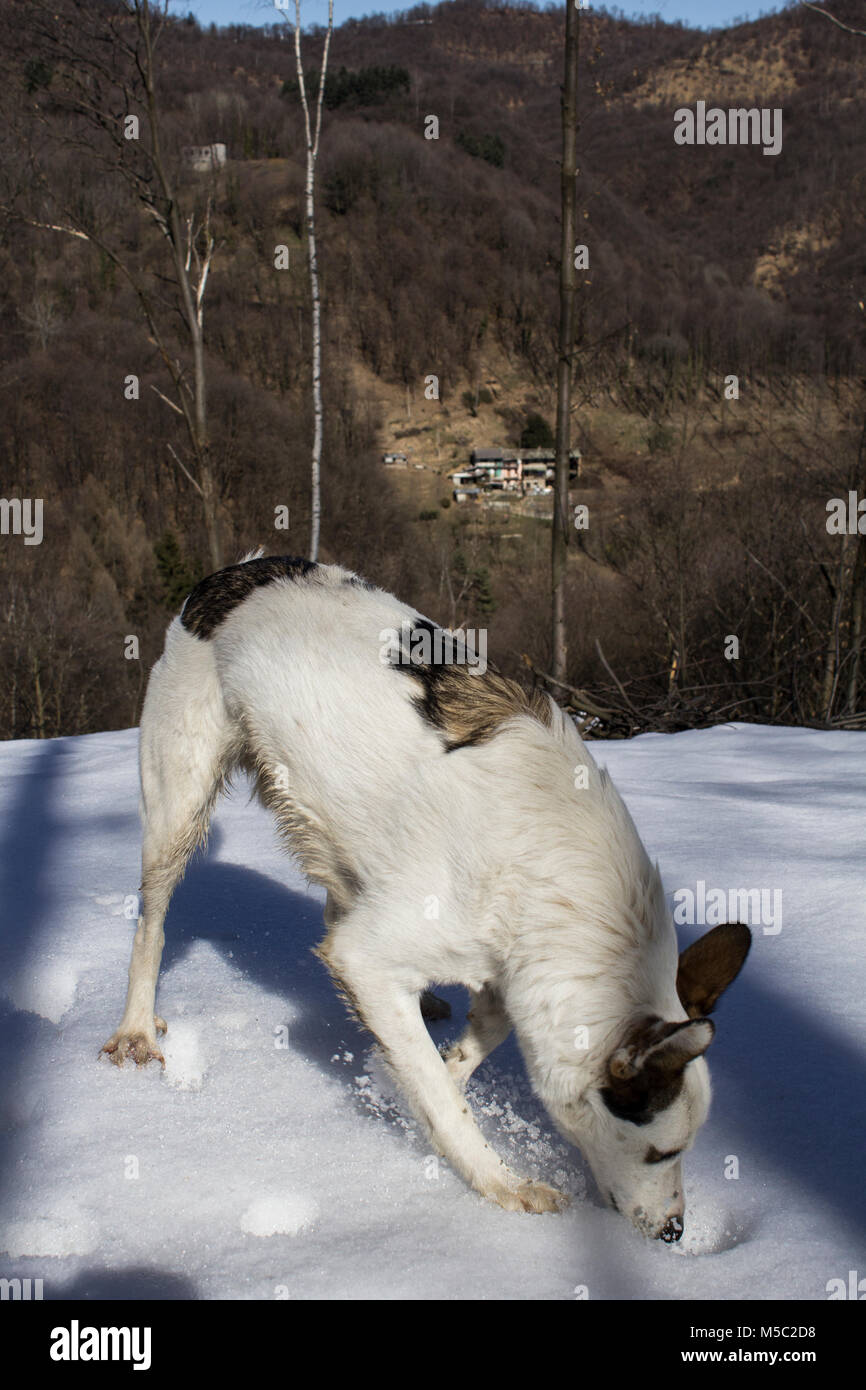 Mixed-breed dog eats snow in the mountain Stock Photo - Alamy