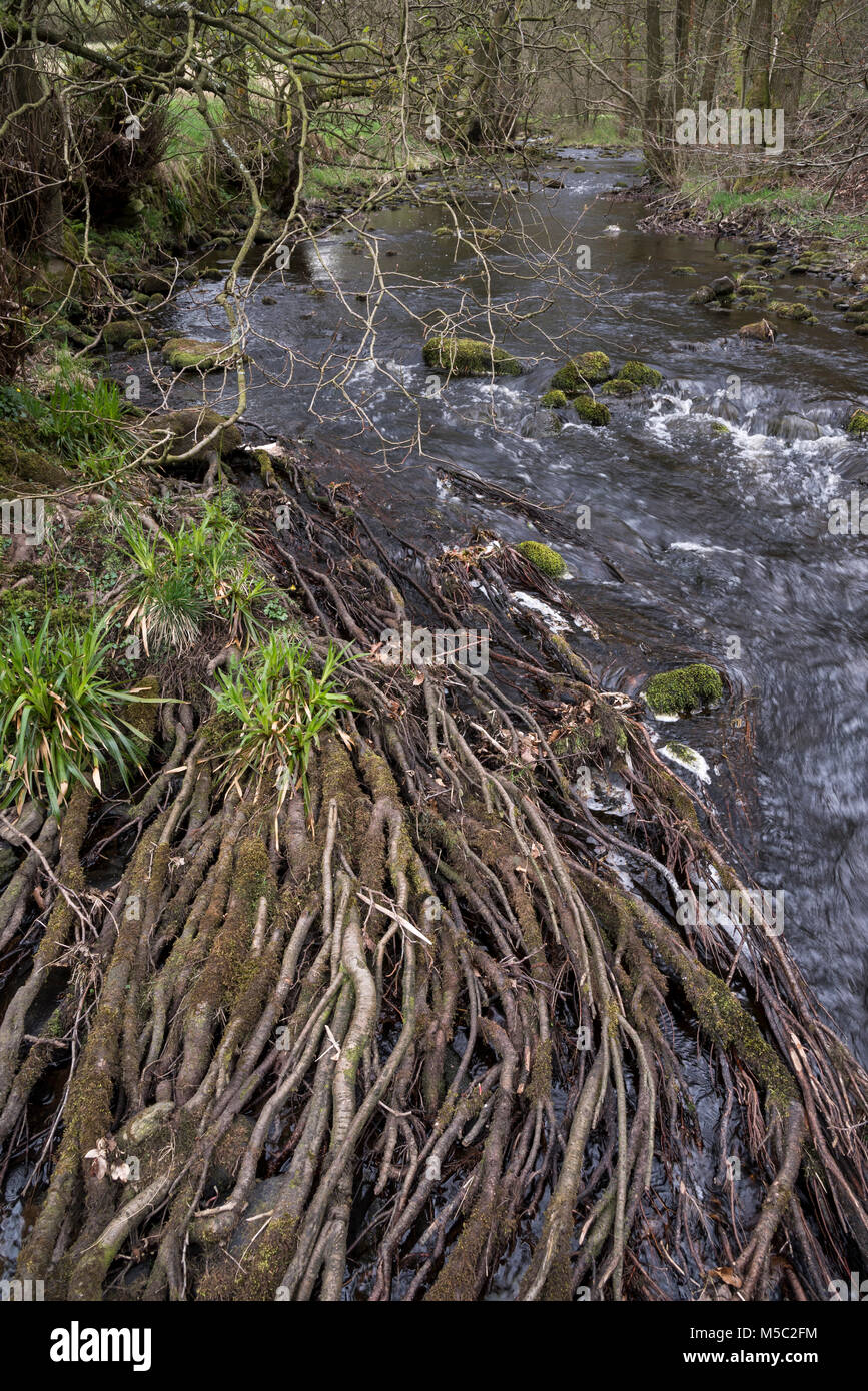 Exposed tree roots in the river Goyt near Taxal in Derbyshire, England ...