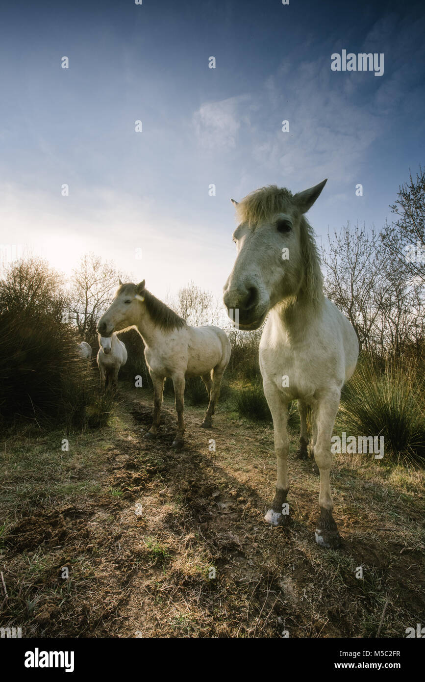 Wild white Camargue horses in the beautiful natural reserve of Isola ...