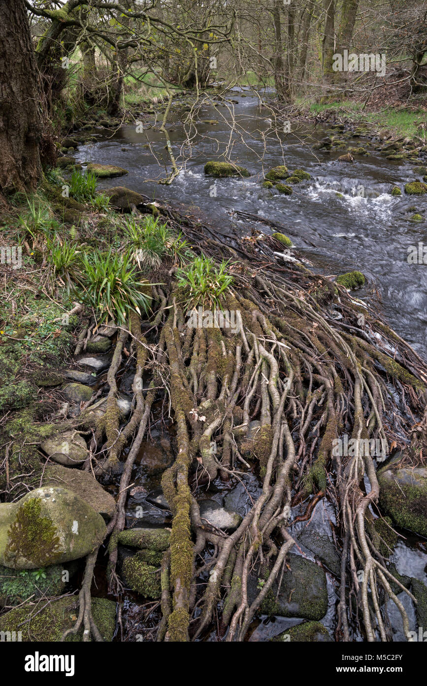 Exposed tree roots in the river Goyt near Taxal in Derbyshire, England ...