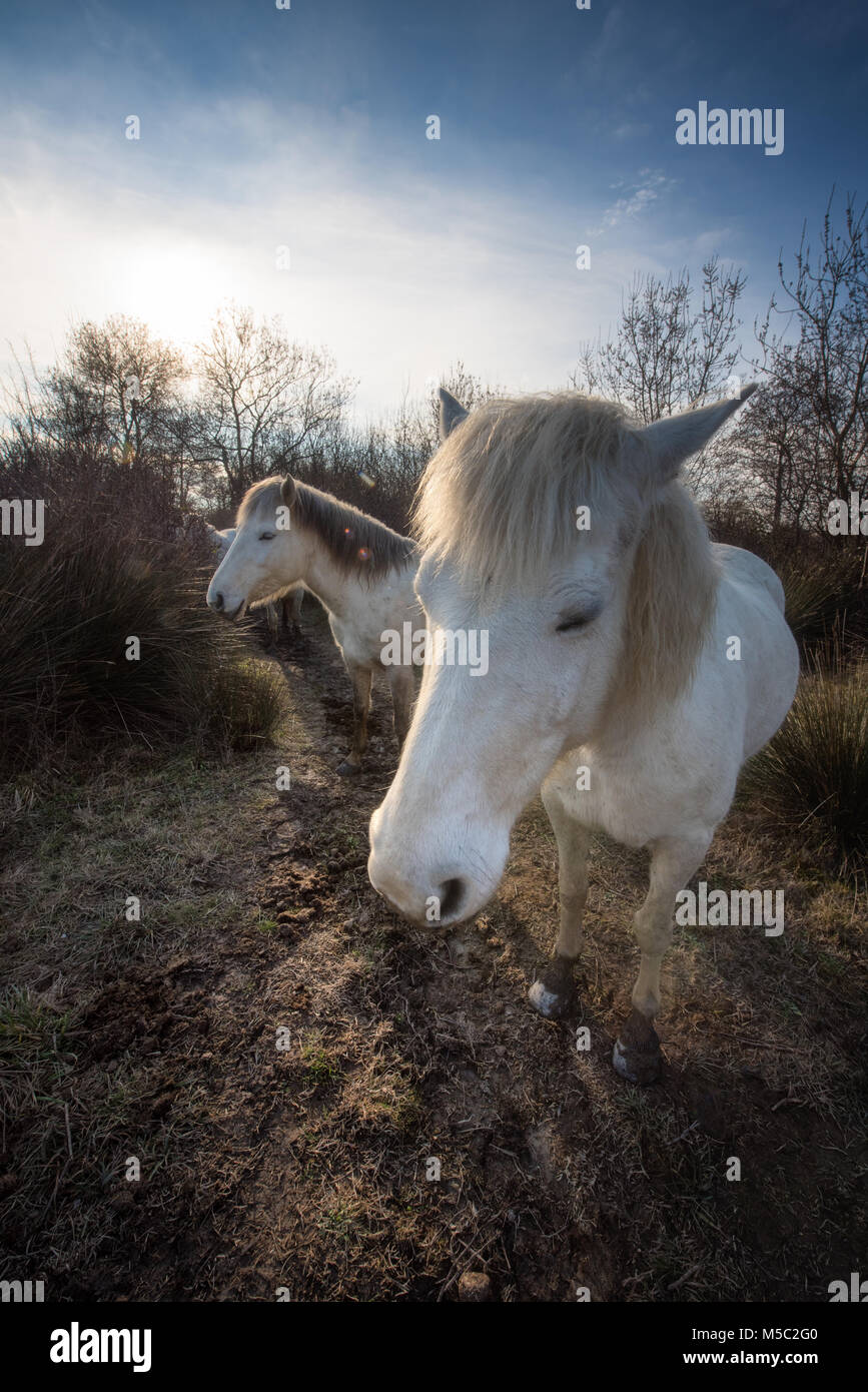 Wild white Camargue horses in the beautiful natural reserve of Isola ...
