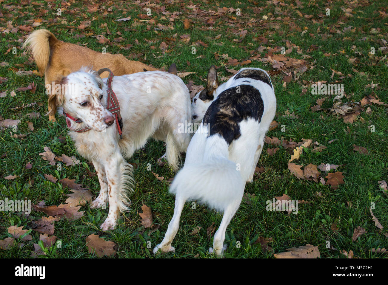 Three dogs at the park in the spring Stock Photo - Alamy