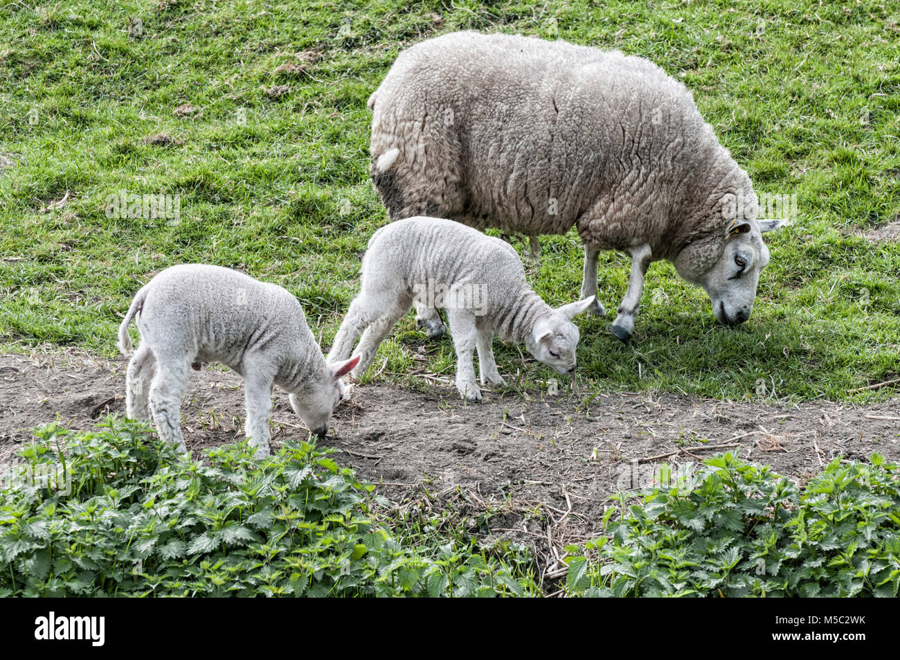 two lambs and a sheep grazing Stock Photo - Alamy