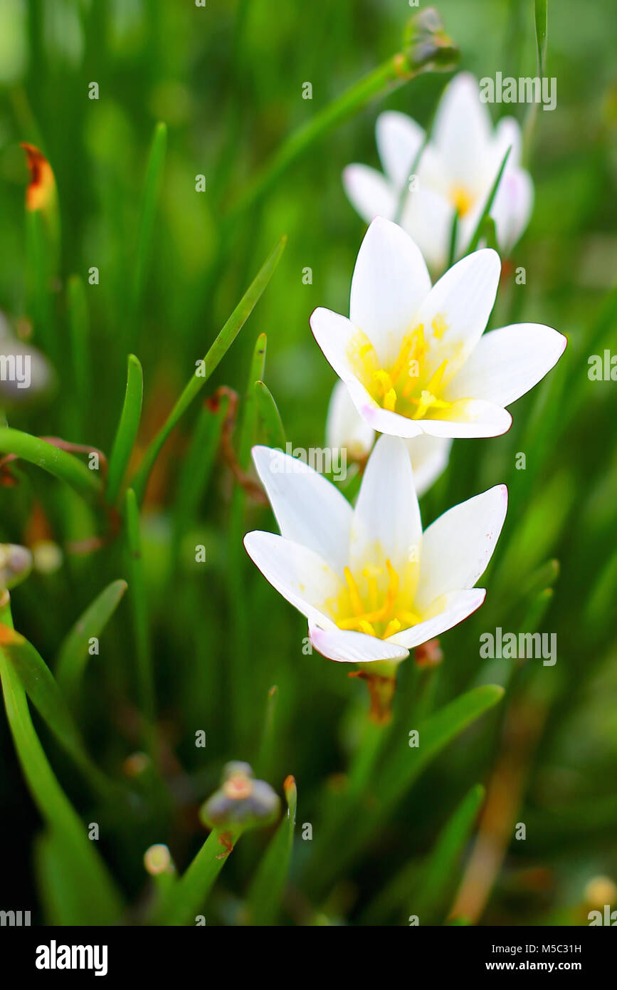 a White Crocus Stock Photo - Alamy