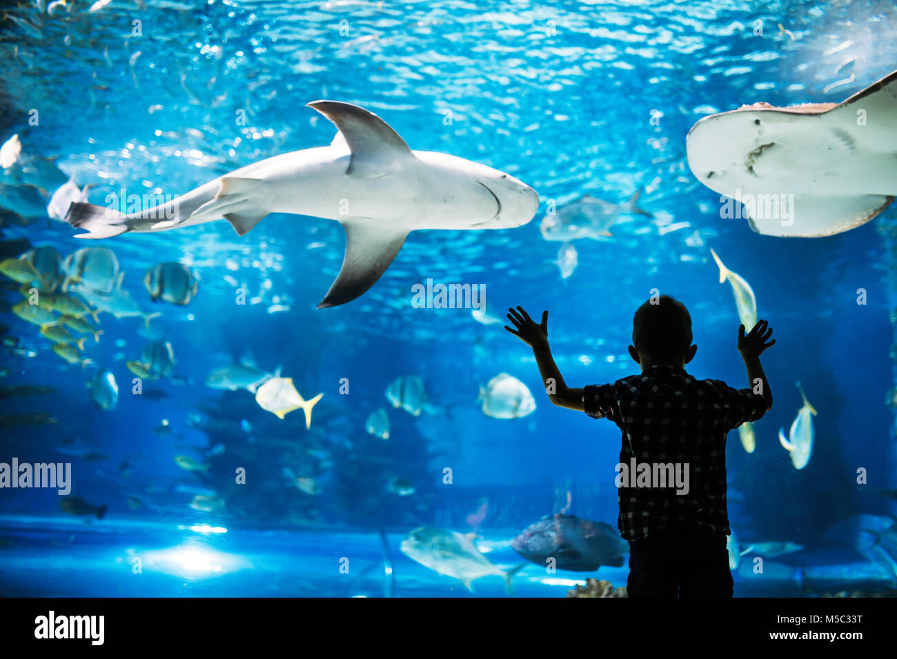 People watching shark in water hi-res stock photography and images - Alamy