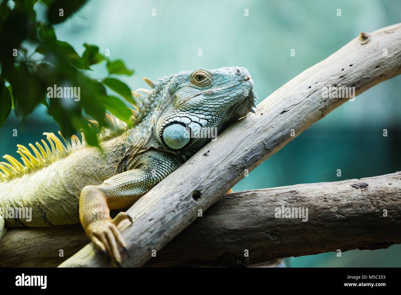 Green iguana climbing on a branch, close-up Stock Photo - Alamy