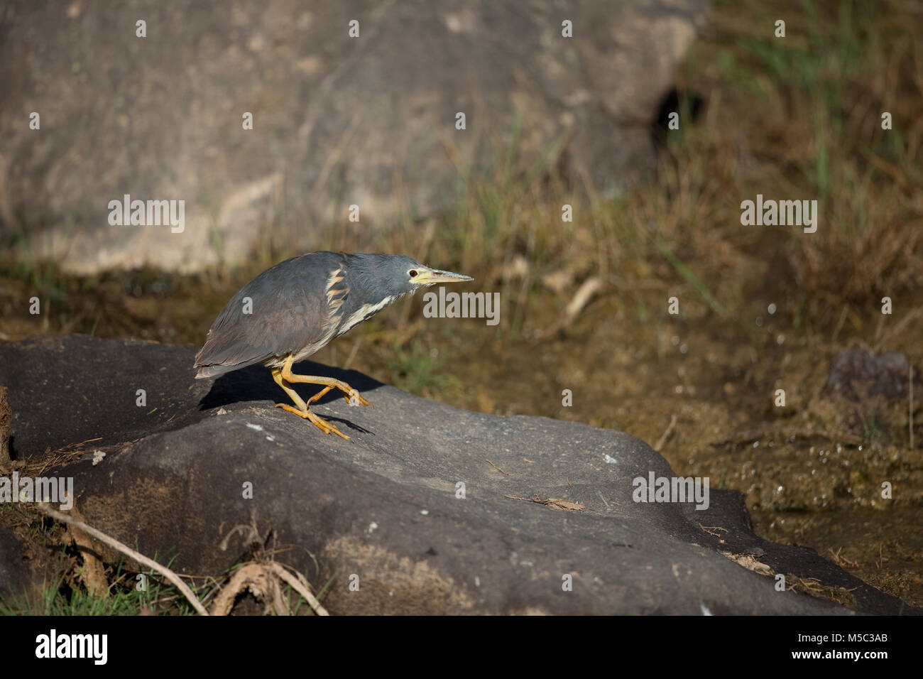 Dwarf Bittern (Ixobrychus sturmii Stock Photo - Alamy