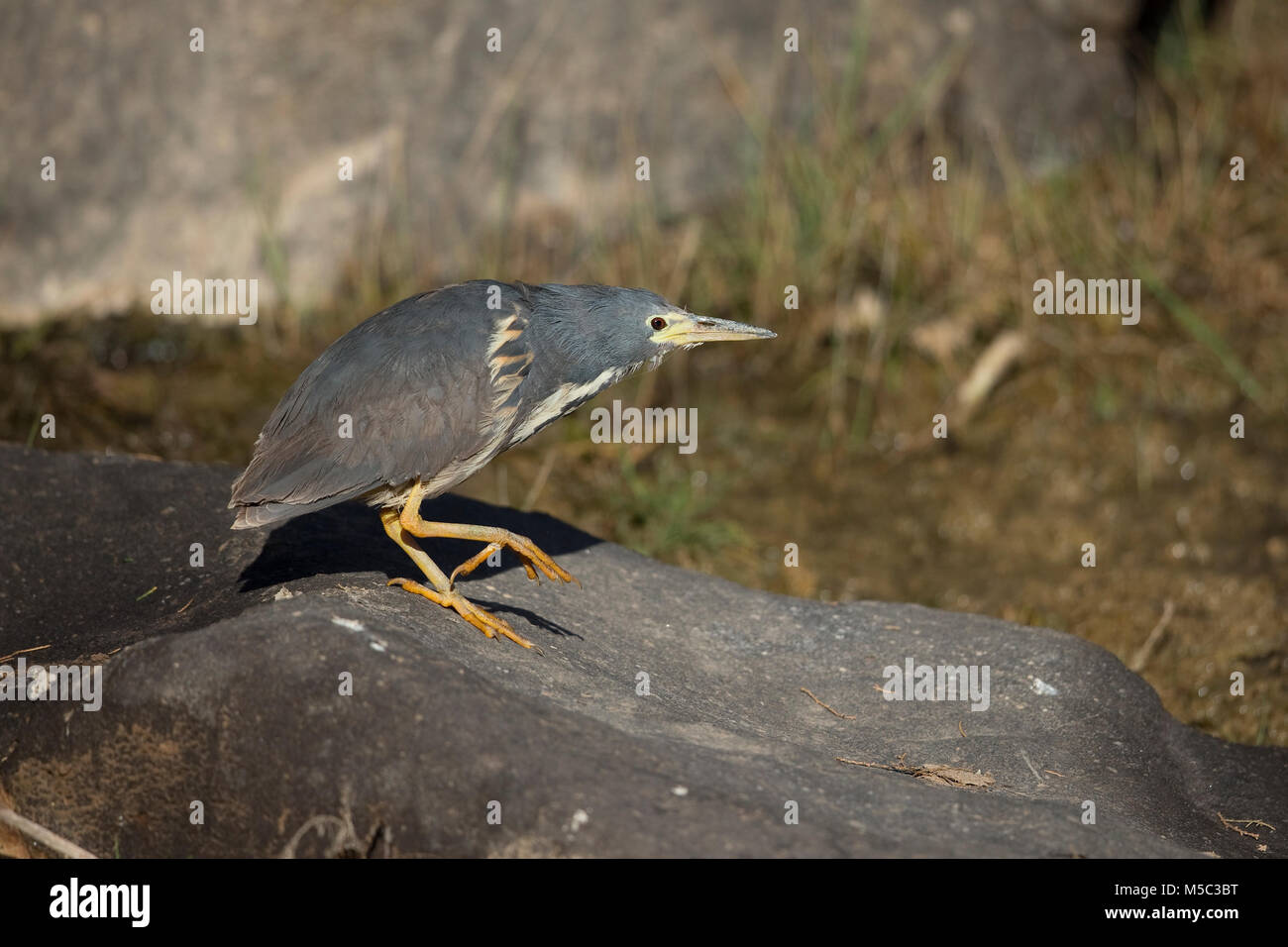 Dwarf Bittern (Ixobrychus sturmii Stock Photo - Alamy