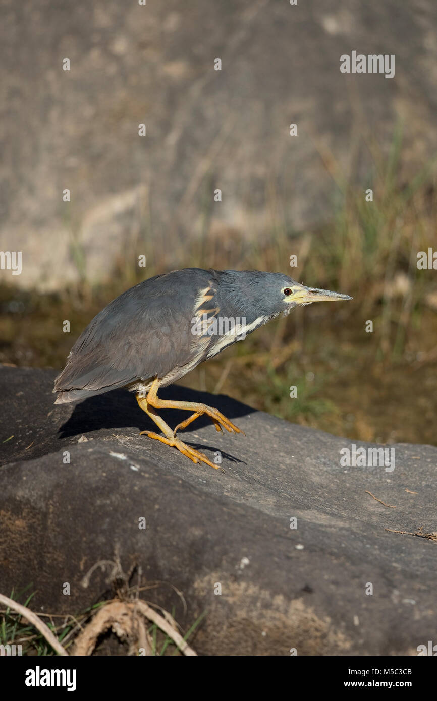 Dwarf Bittern (Ixobrychus sturmii Stock Photo - Alamy