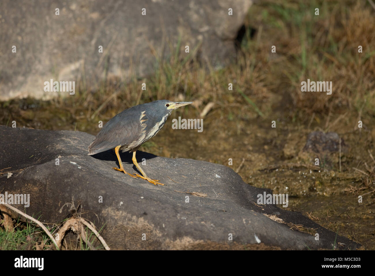 Dwarf Bittern (Ixobrychus sturmii Stock Photo - Alamy