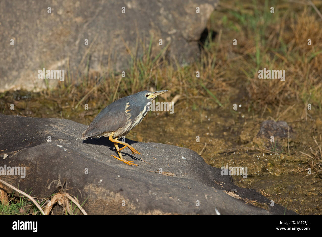 Dwarf Bittern (Ixobrychus sturmii Stock Photo - Alamy