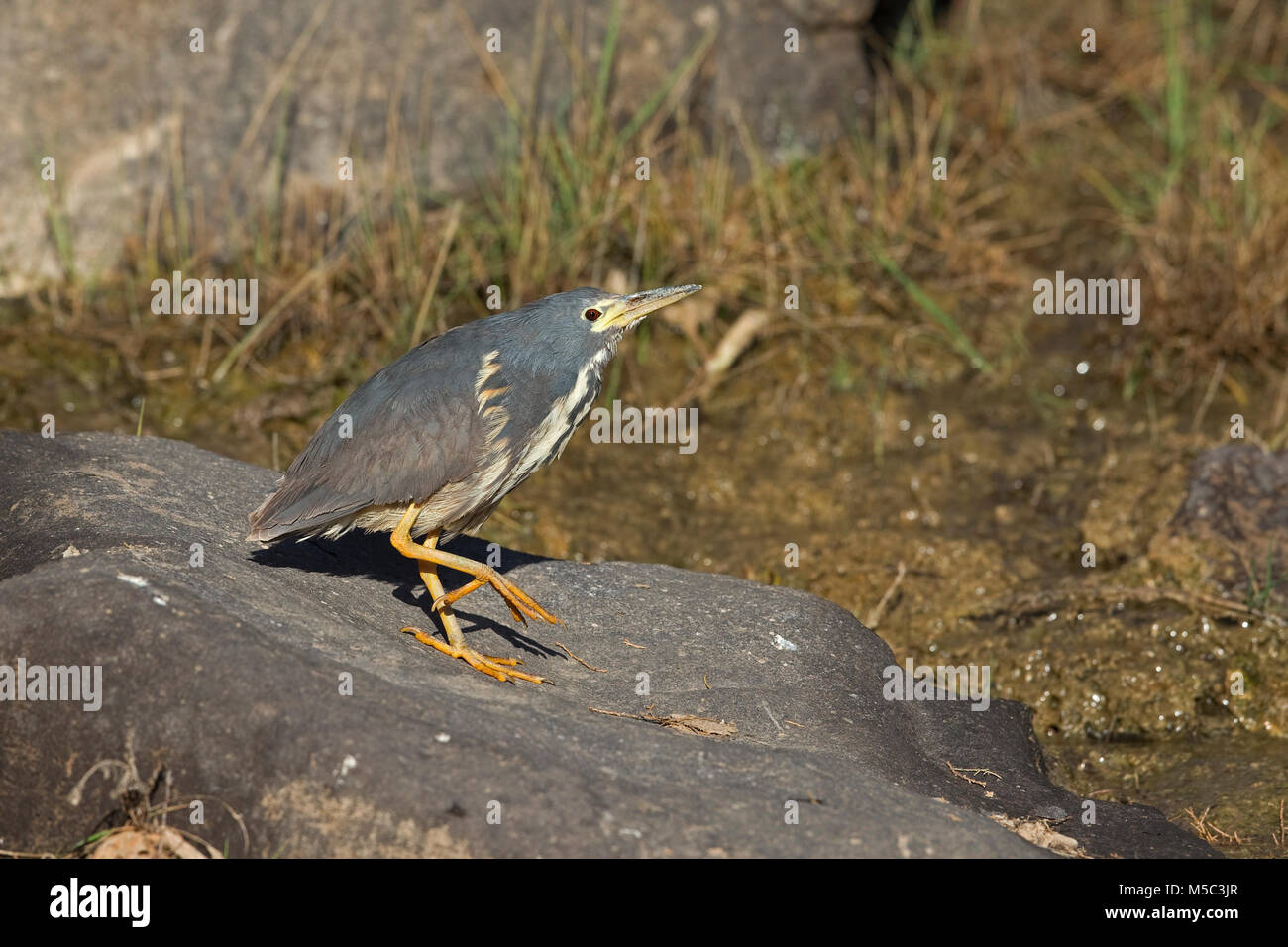 Dwarf Bittern (Ixobrychus sturmii Stock Photo - Alamy
