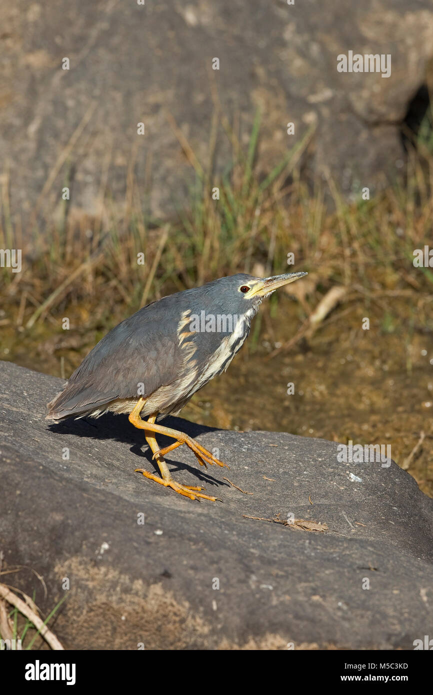 Dwarf Bittern (Ixobrychus sturmii Stock Photo - Alamy