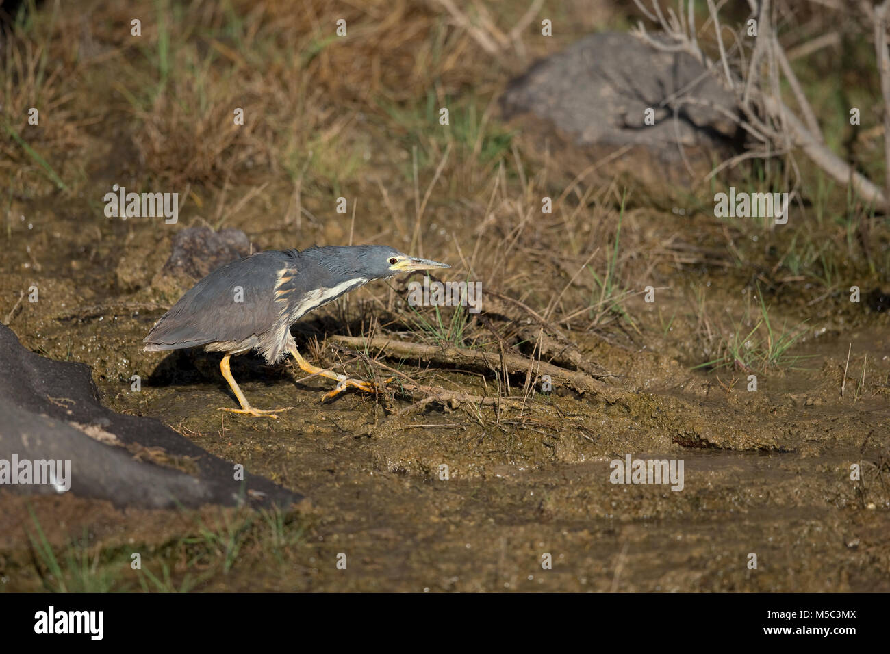 Dwarf Bittern (Ixobrychus sturmii Stock Photo - Alamy