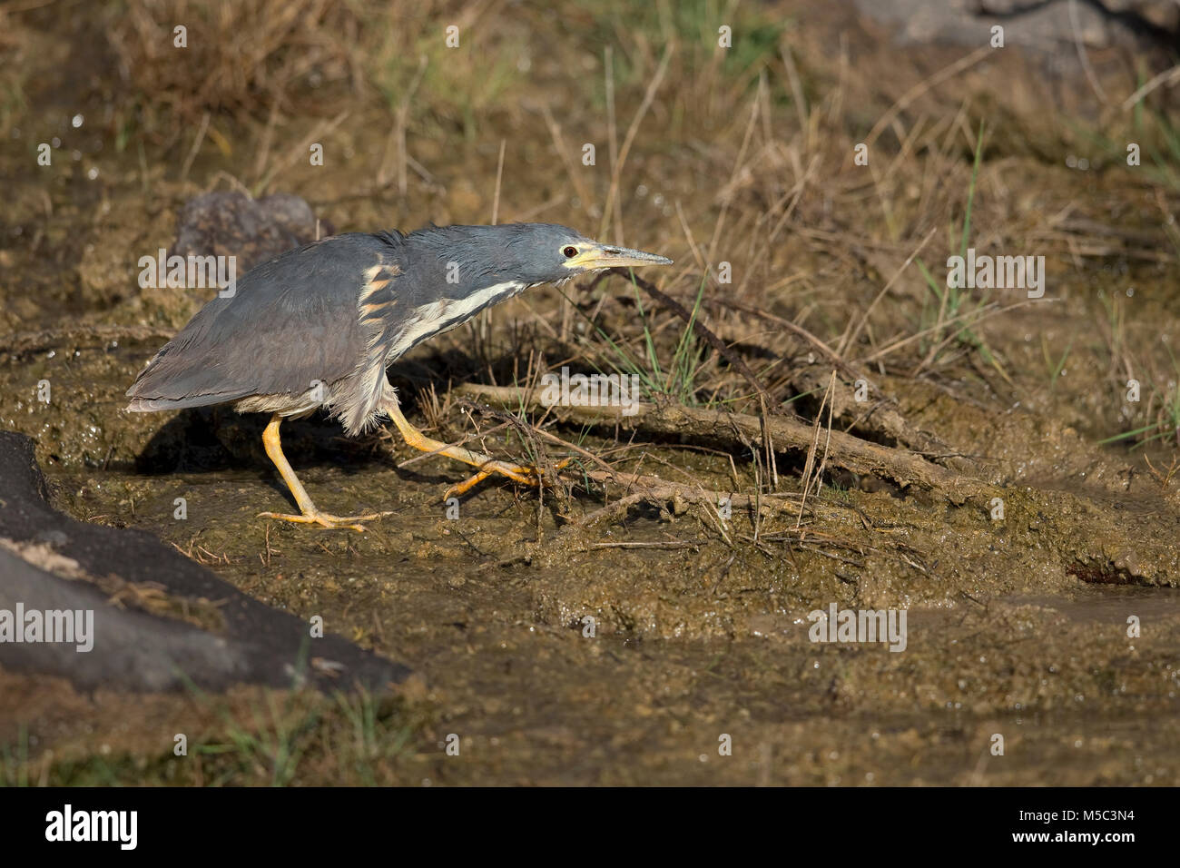 Dwarf Bittern (Ixobrychus sturmii Stock Photo - Alamy