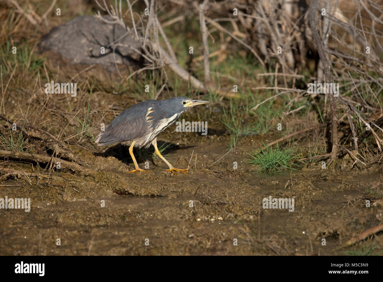 Dwarf Bittern (Ixobrychus sturmii Stock Photo - Alamy