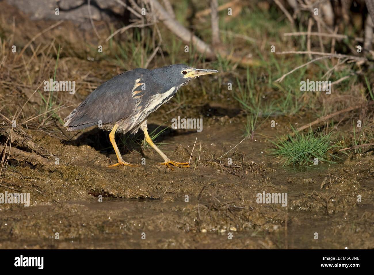 Dwarf Bittern (Ixobrychus sturmii Stock Photo - Alamy