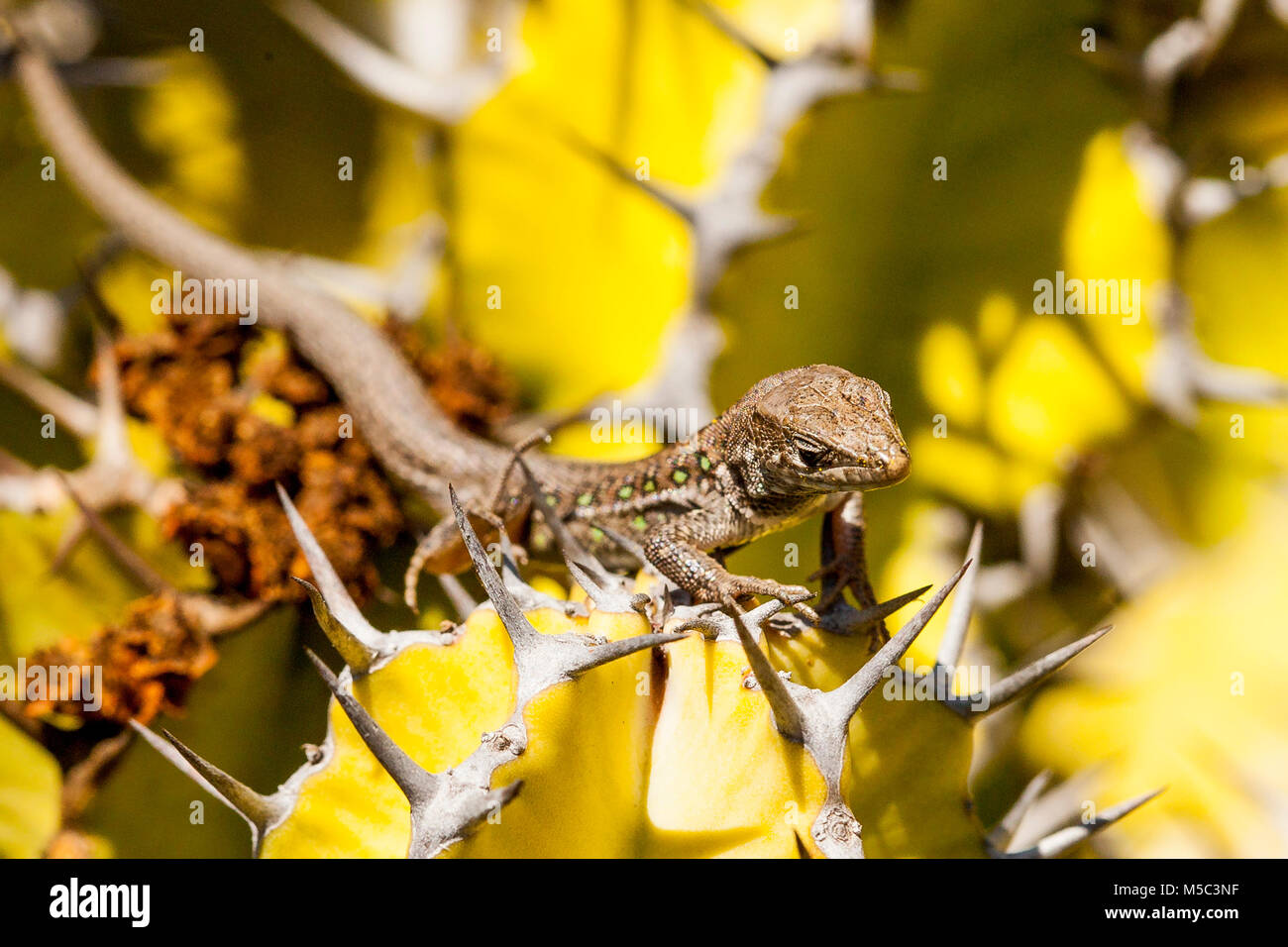 lizard on Lanzarote between a cactus Stock Photo - Alamy