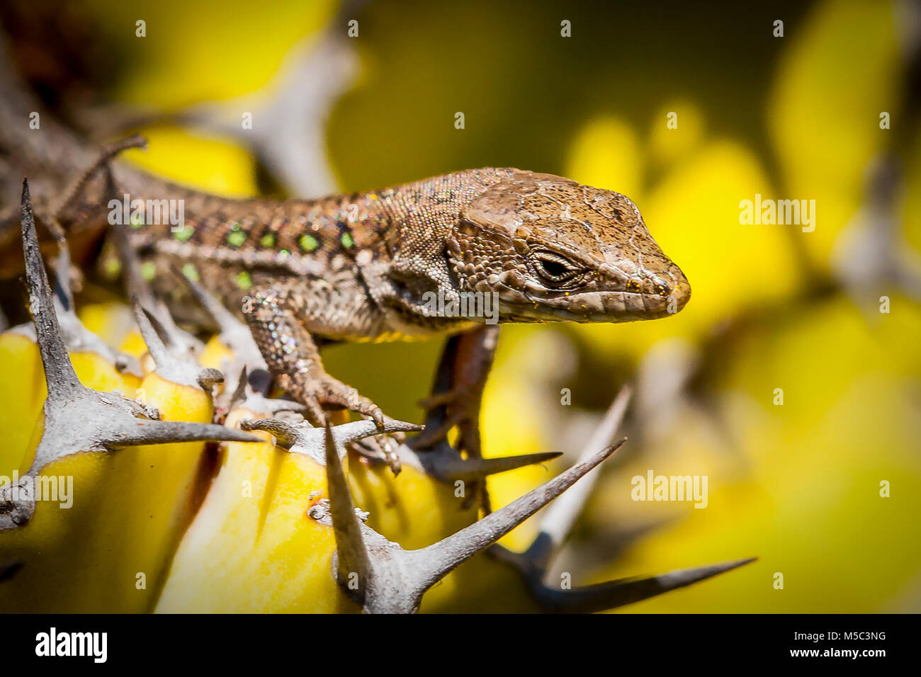 lizard on Lanzarote between a cactus Stock Photo - Alamy