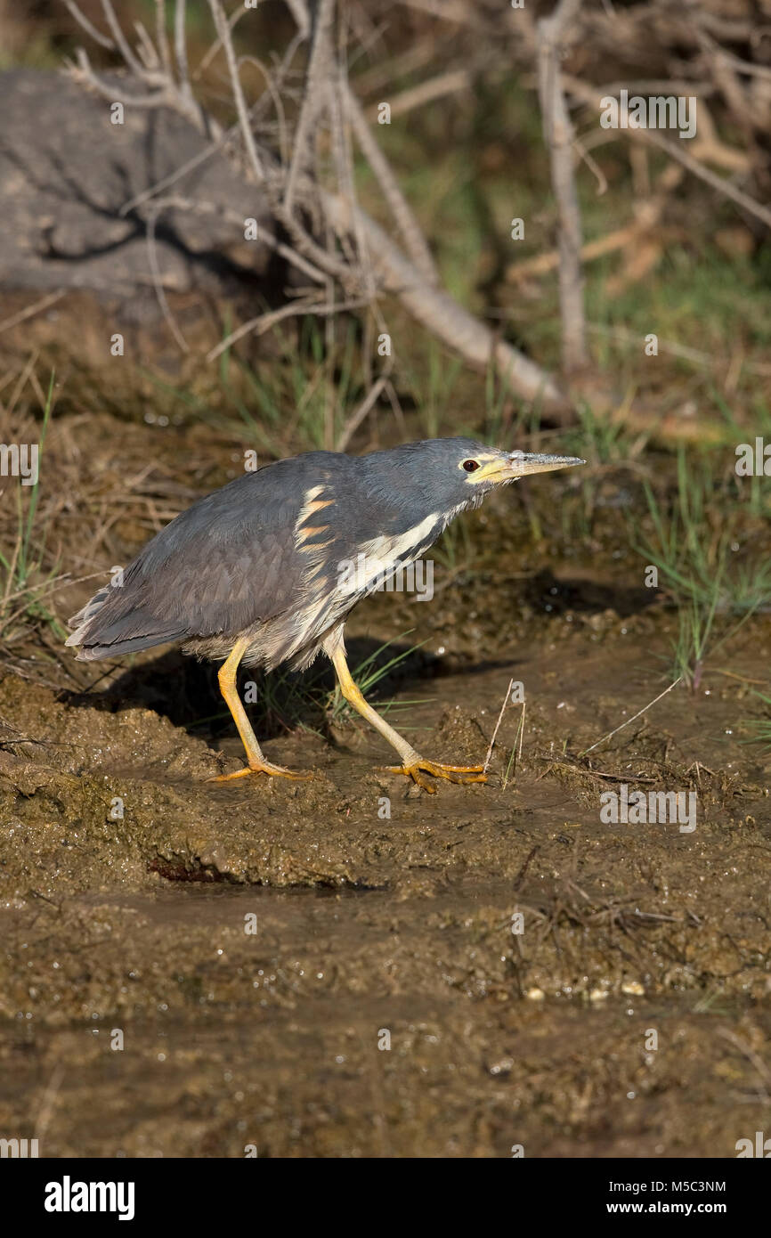 Dwarf Bittern (Ixobrychus sturmii Stock Photo - Alamy