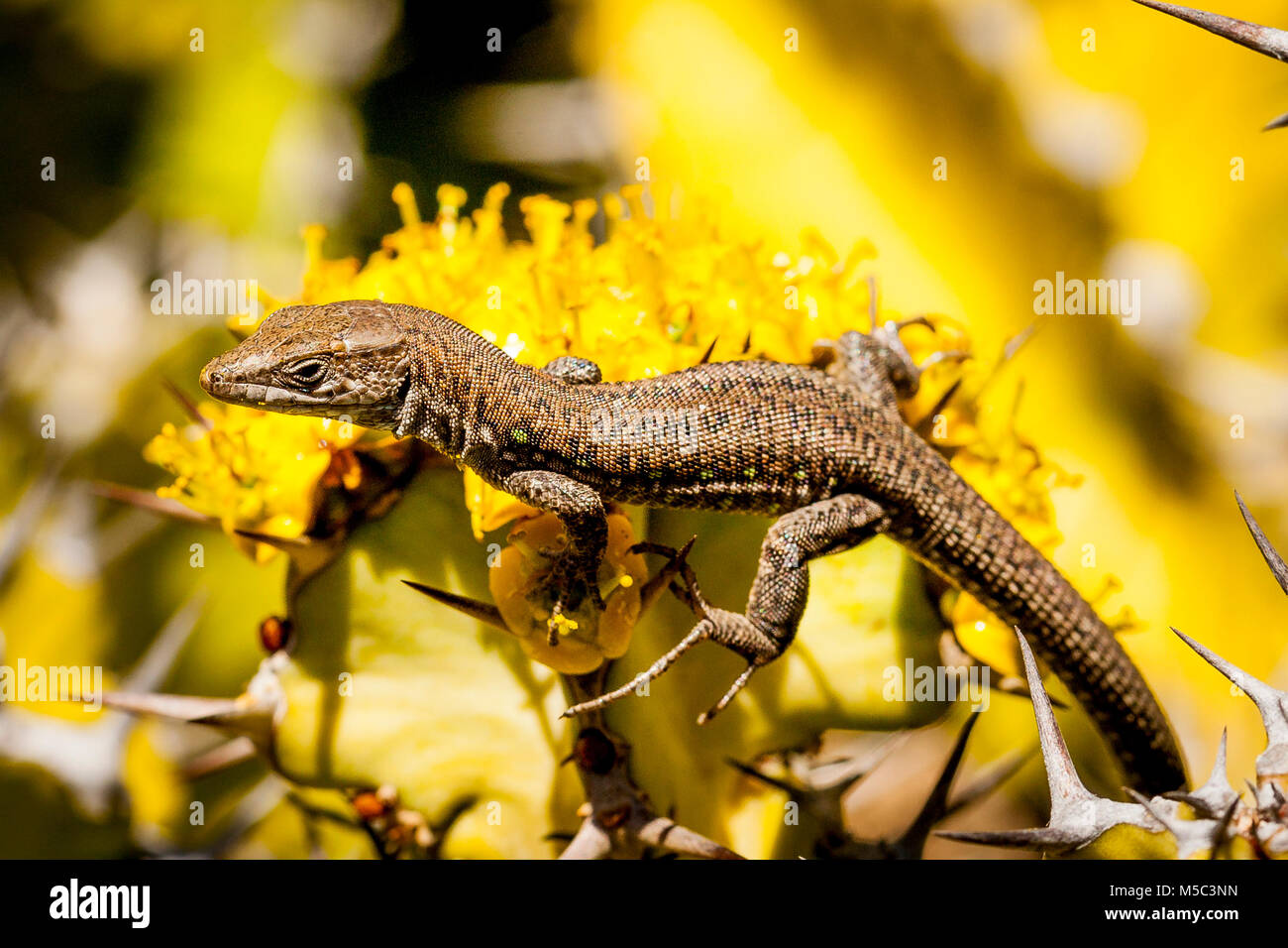 lizard on Lanzarote between a cactus Stock Photo - Alamy
