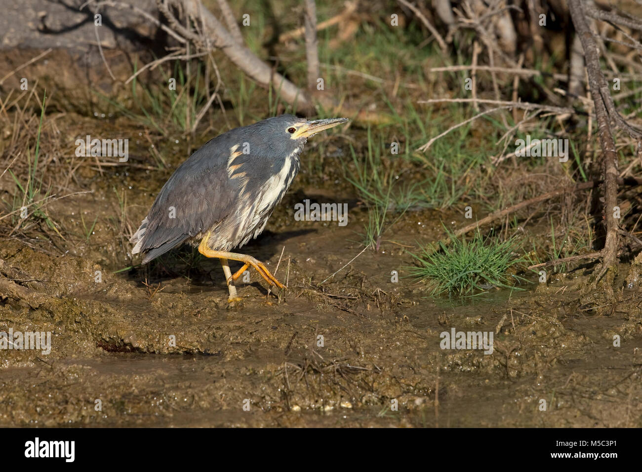 Dwarf Bittern (Ixobrychus sturmii Stock Photo - Alamy