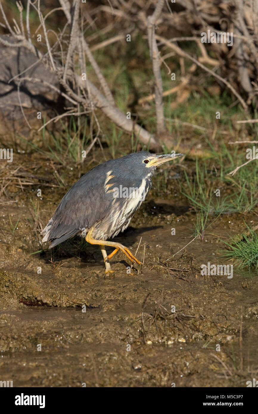 Dwarf Bittern (Ixobrychus sturmii Stock Photo - Alamy