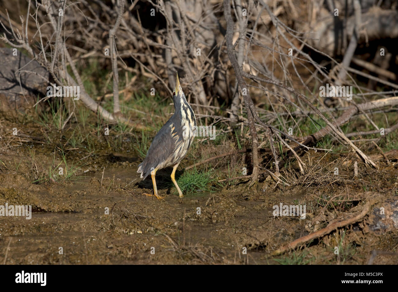 Dwarf Bittern (Ixobrychus sturmii Stock Photo - Alamy