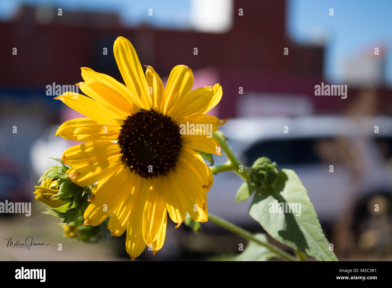State flower of kansas hi-res stock photography and images - Alamy