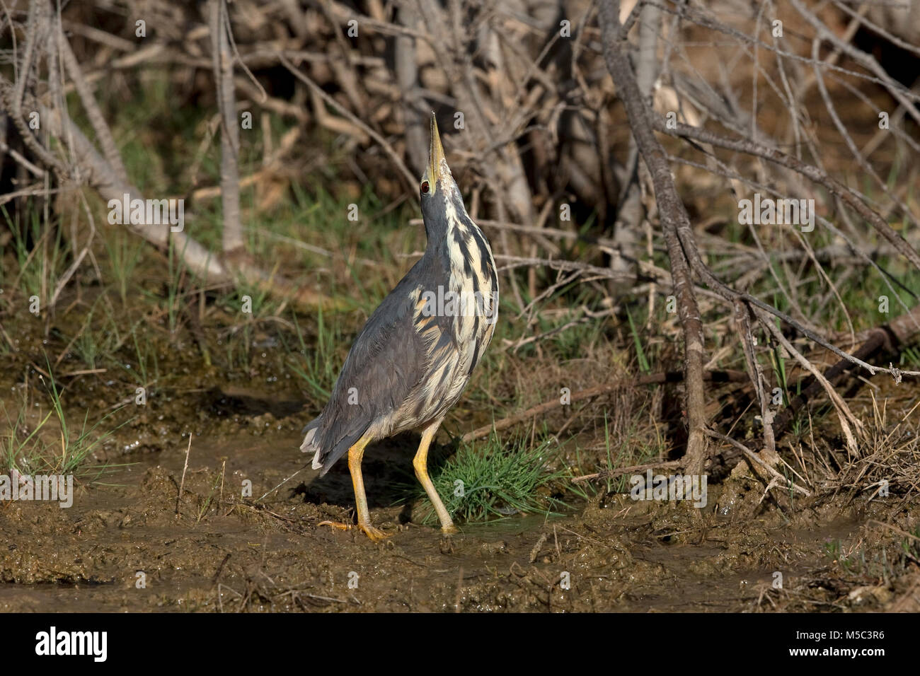 African dwarf bittern hi-res stock photography and images - Alamy