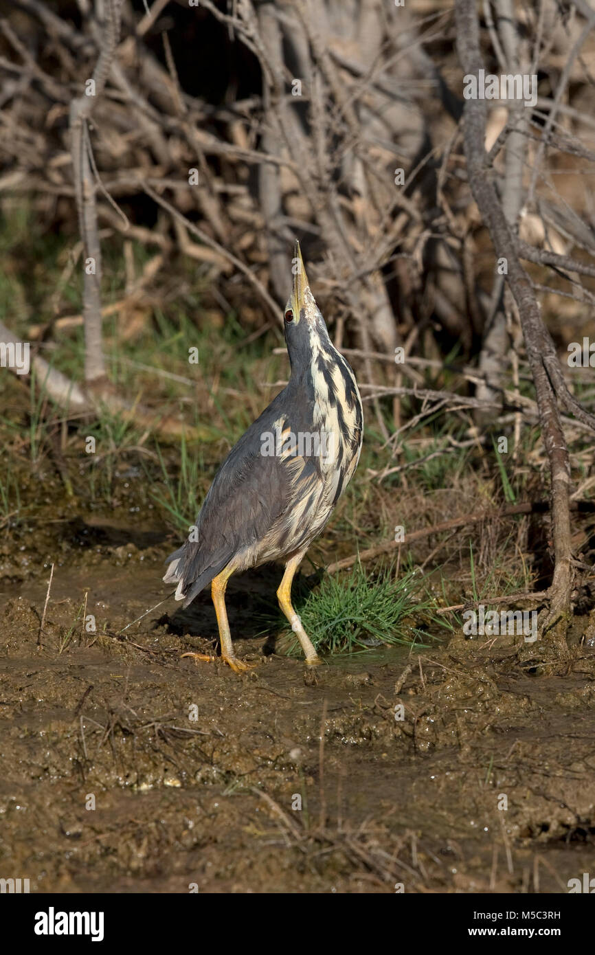 Dwarf Bittern (Ixobrychus sturmii Stock Photo - Alamy