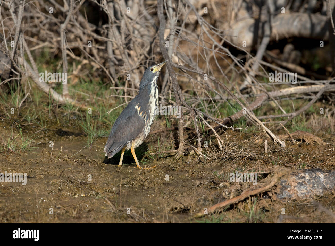 Dwarf Bittern (Ixobrychus sturmii Stock Photo - Alamy