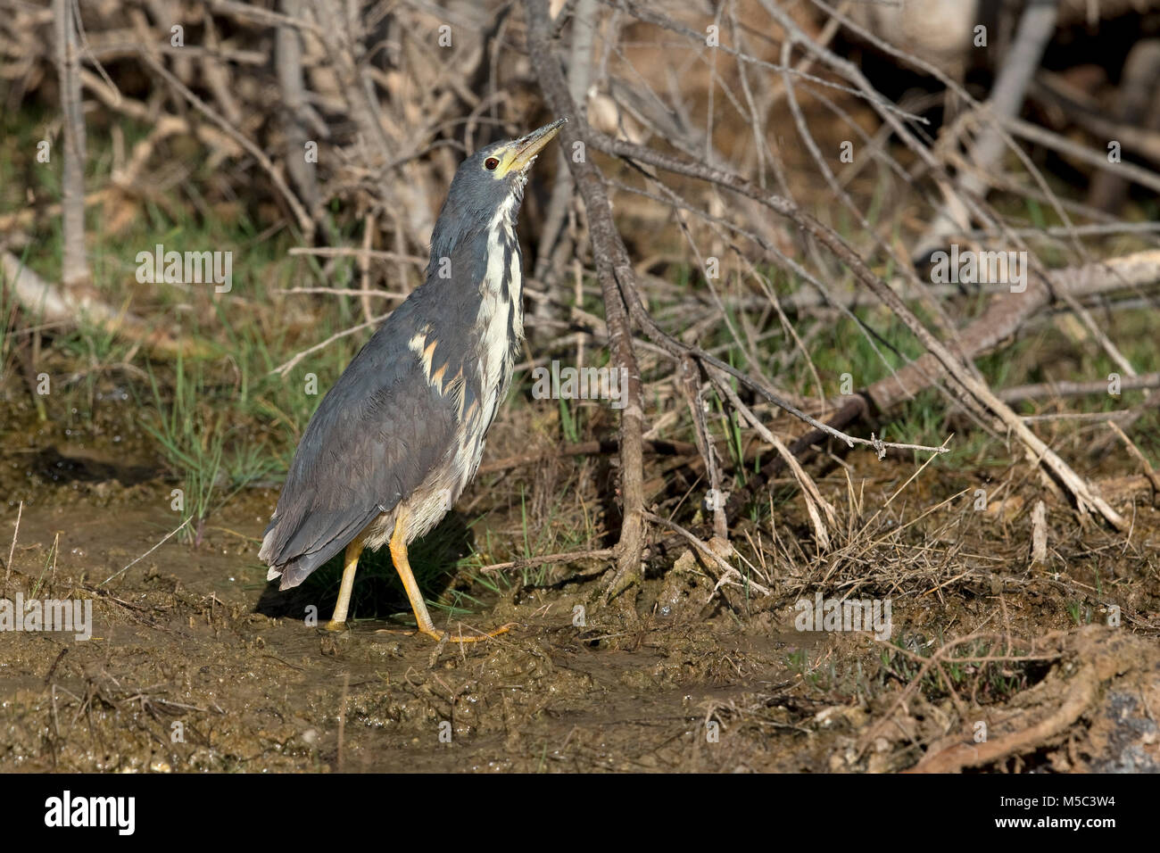 Dwarf Bittern (Ixobrychus sturmii Stock Photo - Alamy