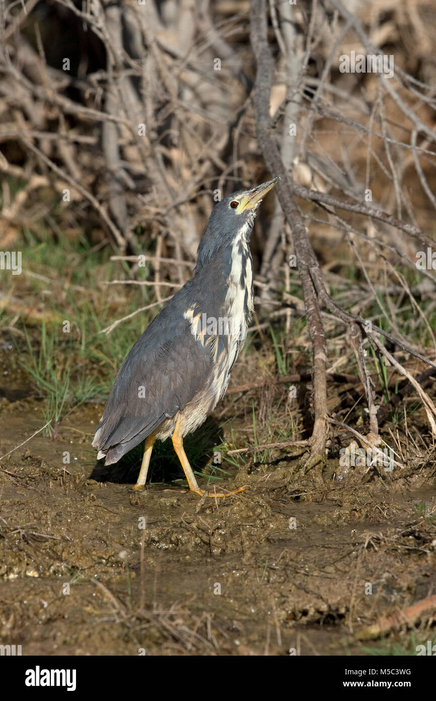 Dwarf Bittern (Ixobrychus sturmii Stock Photo - Alamy