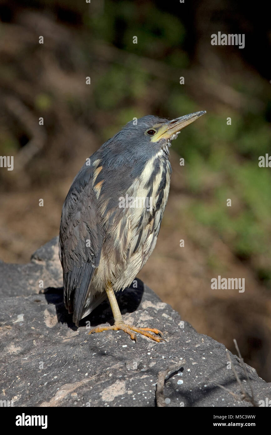Dwarf Bittern (Ixobrychus sturmii Stock Photo - Alamy