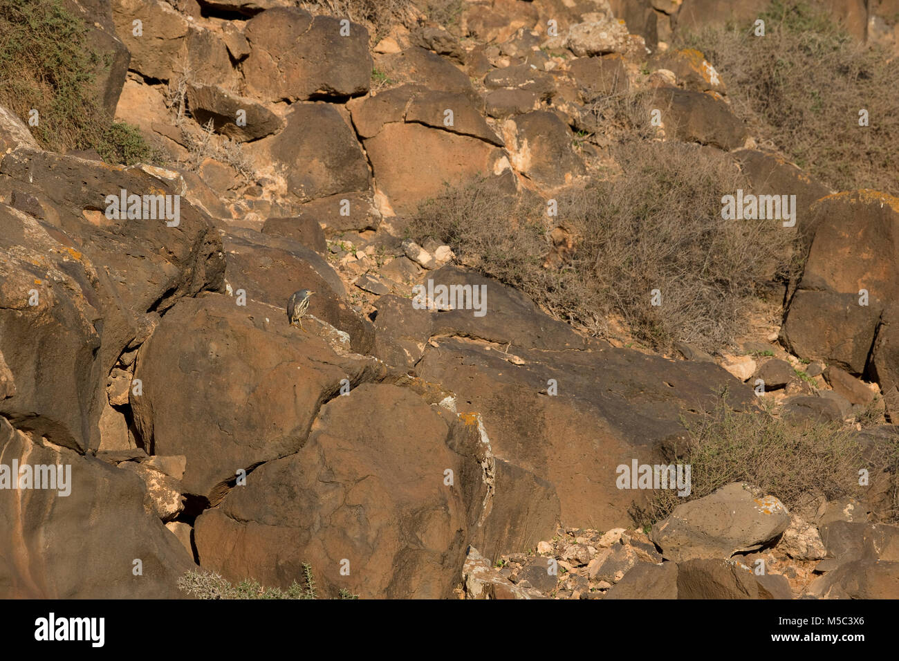 Dwarf Bittern (Ixobrychus sturmii Stock Photo - Alamy