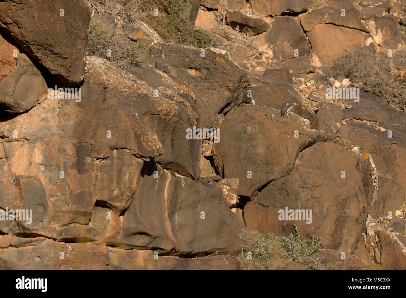 Dwarf Bittern (Ixobrychus sturmii Stock Photo - Alamy