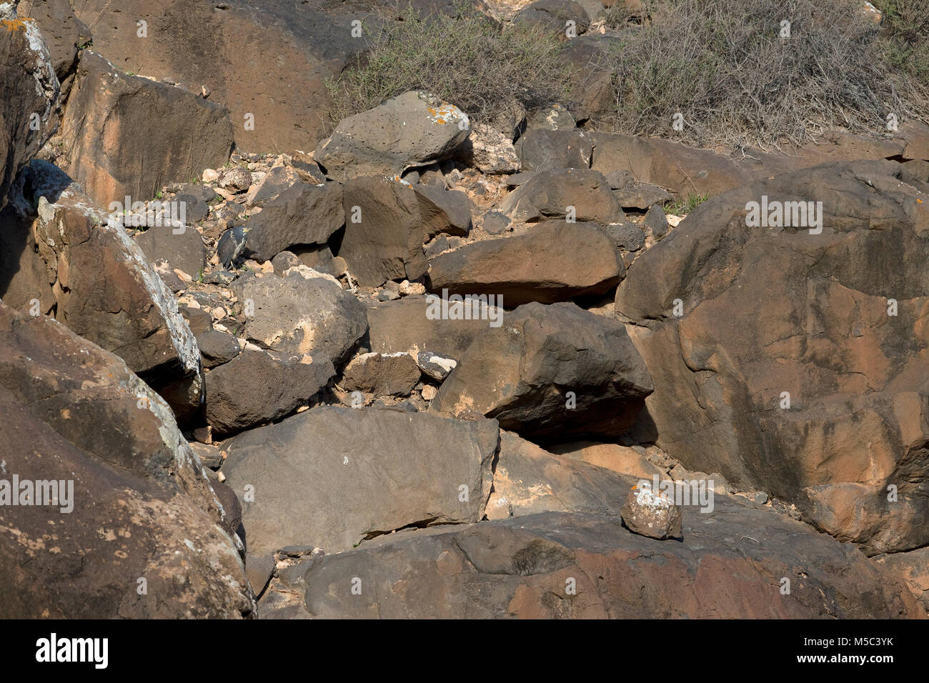 Dwarf Bittern (Ixobrychus sturmii Stock Photo - Alamy