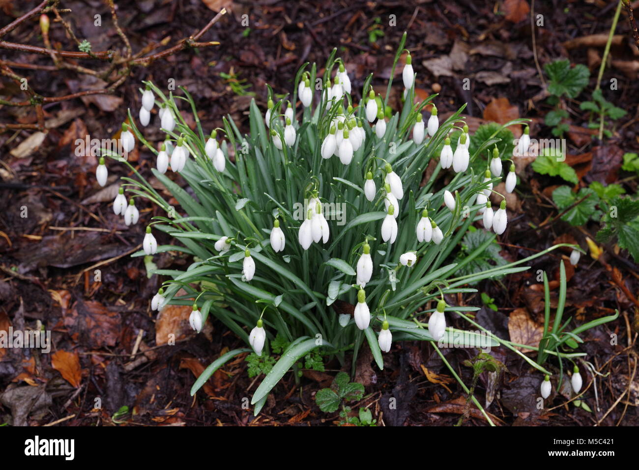 Spring flower snowdrops hi-res stock photography and images - Alamy